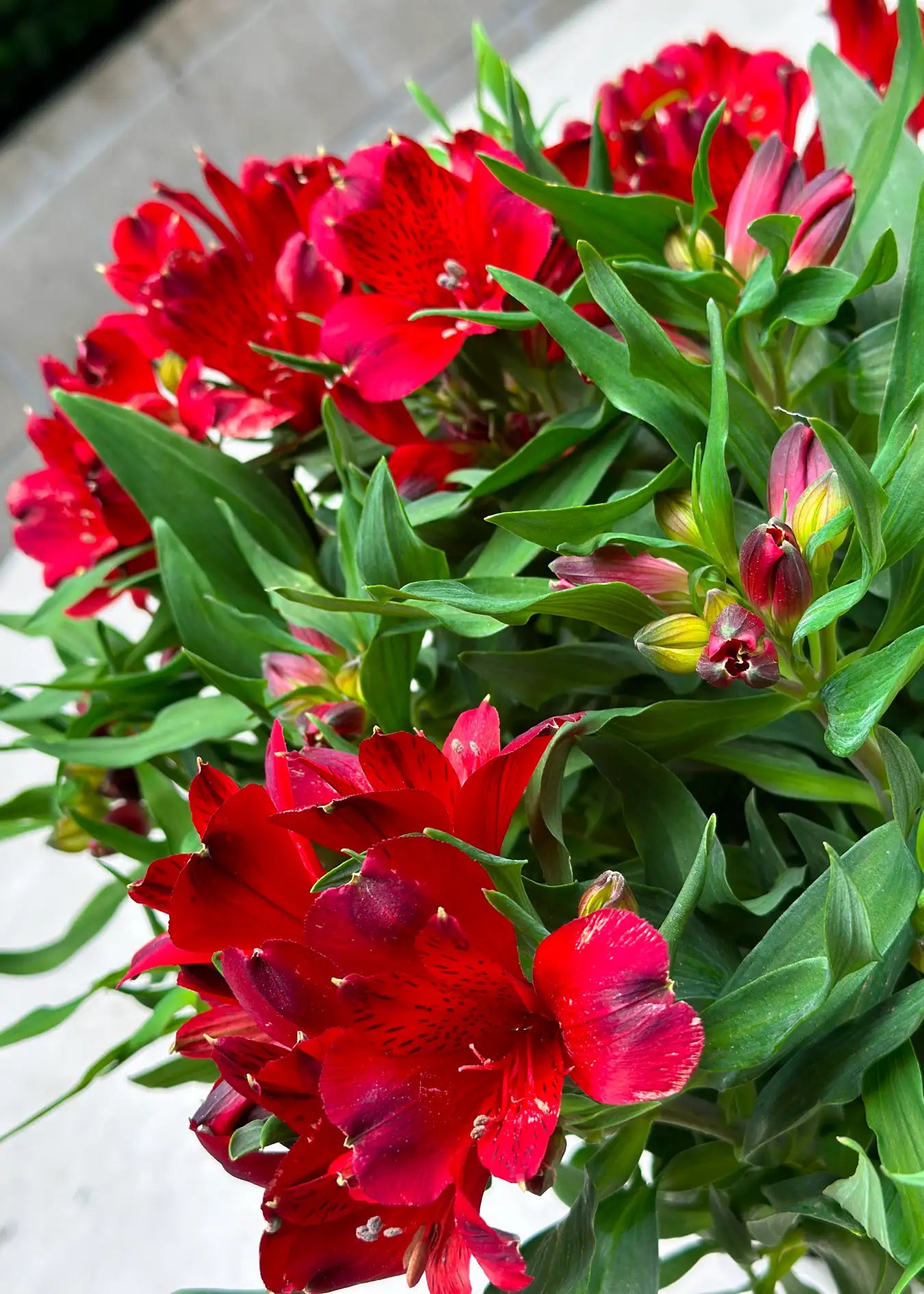 NO. 109. Alstroemeria plant | Cherry Blossom | Flowers Delivery in LA